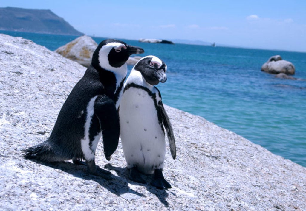Penguins Holding Hands
