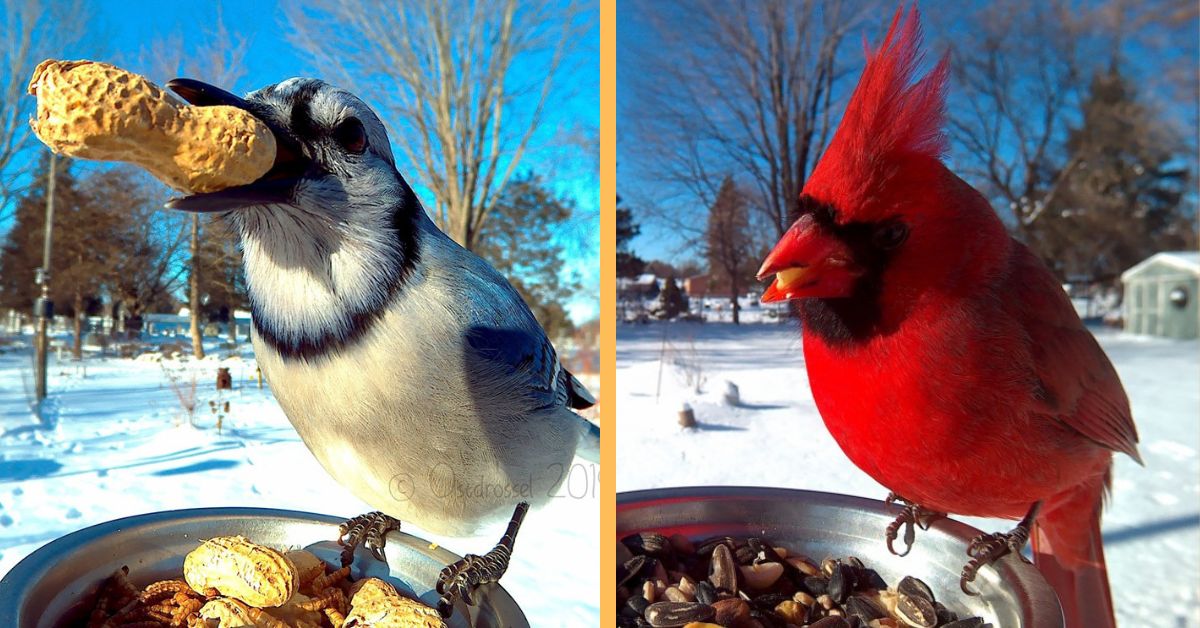 A woman set up a photo booth with a bird feeder to capture close-ups of ...
