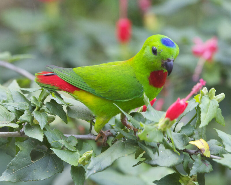 Meet The Blue-crowned Hanging Parrot - Netgelvin